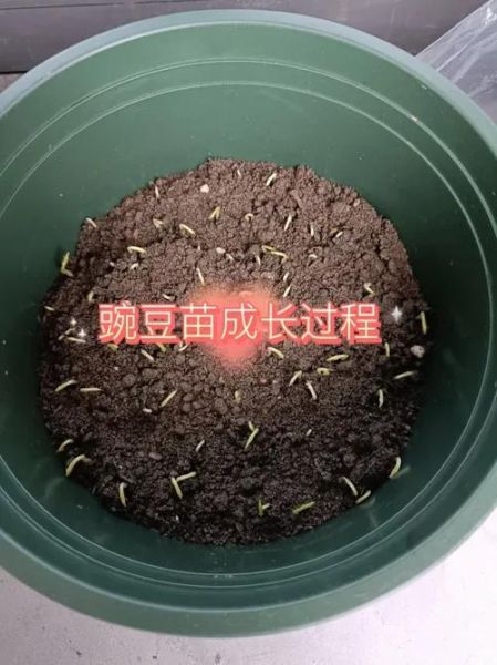 豌豆苗在土里怎么种_多久能发芽-第1张图片-山城妙识