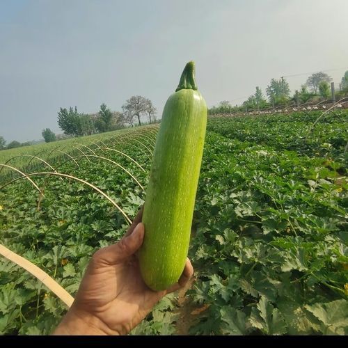 角瓜长什么样_角瓜和南瓜的区别-第3张图片-山城妙识