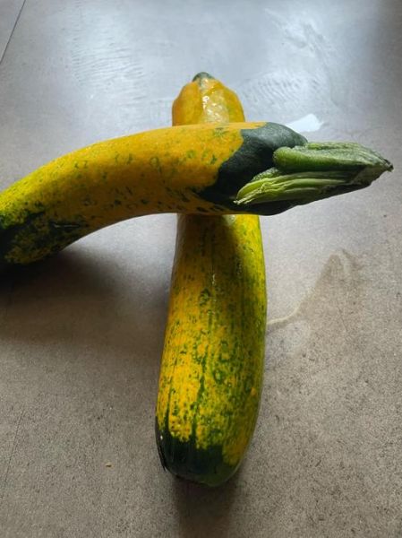 角瓜长什么样_角瓜和南瓜的区别-第1张图片-山城妙识