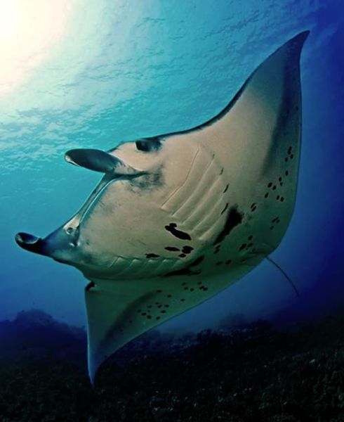 蝠鲼和鳐鱼的区别_蝠鲼是鳐鱼吗-第1张图片-山城妙识