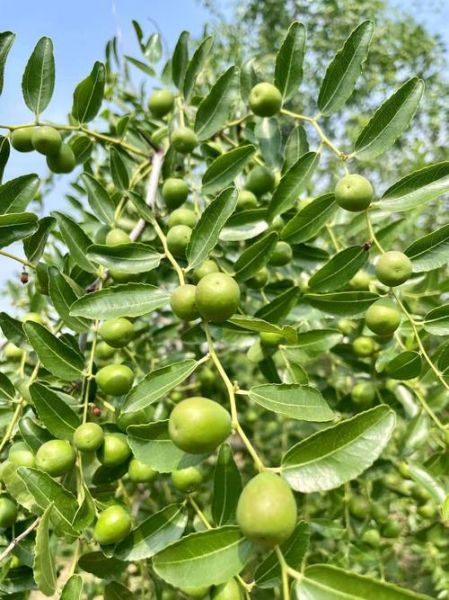 野生酸枣树图片长什么样_如何辨认野生酸枣树-第1张图片-山城妙识