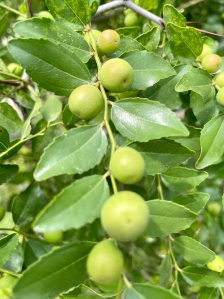 野生酸枣树图片长什么样_如何辨认野生酸枣树-第3张图片-山城妙识