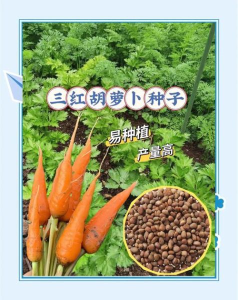 胡萝卜和什么菜搭配最有营养_胡萝卜最佳蔬菜搭档-第3张图片-山城妙识