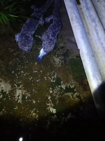 石蛙是国家保护动物吗_石蛙买卖违法吗-第3张图片-山城妙识