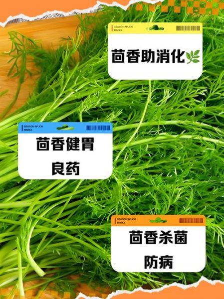 茴香的功效与作用及禁忌_哪些人不能吃茴香-第2张图片-山城妙识