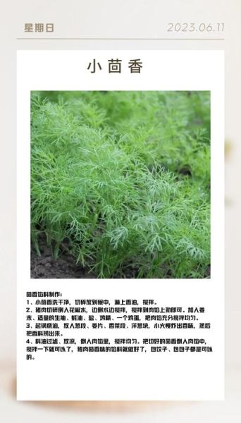 茴香的功效与作用及禁忌_哪些人不能吃茴香-第3张图片-山城妙识