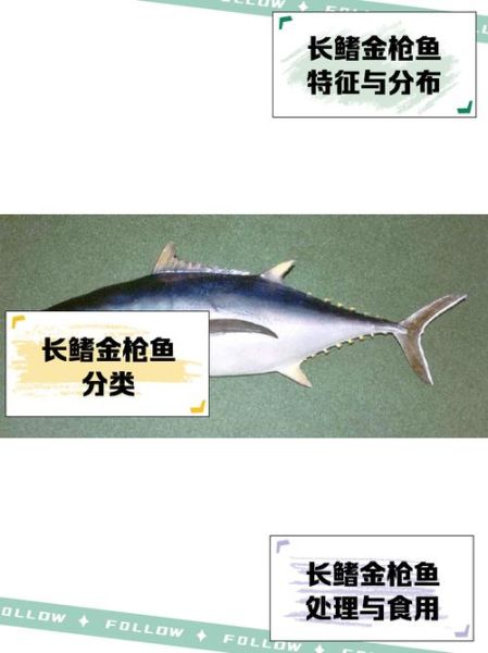 金枪鱼图片价格_如何辨别品质-第1张图片-山城妙识 金枪鱼图片价格_如何辨别品质-第1张图片-山城妙识