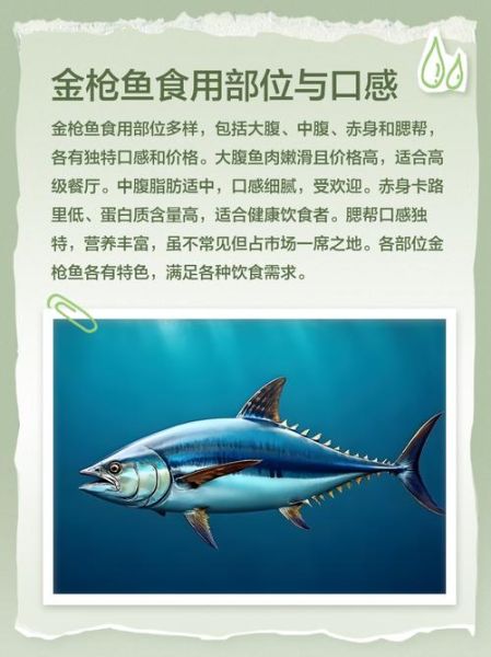 金枪鱼图片价格_如何辨别品质-第3张图片-山城妙识 金枪鱼图片价格_如何辨别品质-第3张图片-山城妙识