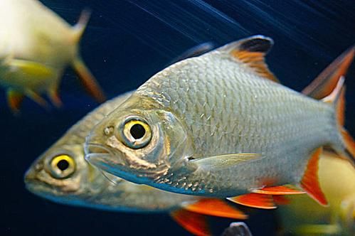 鱼图片大全大图_高清鱼图哪里找-第3张图片-山城妙识