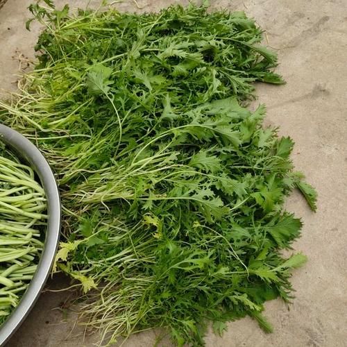 雪里红怎么腌制_雪里红做法步骤详解-第2张图片-山城妙识