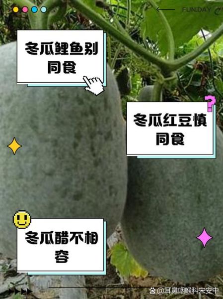 冬瓜和什么食物相克_冬瓜不能和什么一起吃-第1张图片-山城妙识