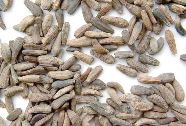 牛蒡长什么样_牛蒡图片特征-第3张图片-山城妙识