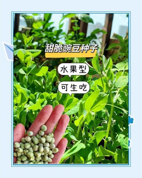 怎样炸豌豆又酥又脆_豌豆怎么炸才酥脆-第1张图片-山城妙识