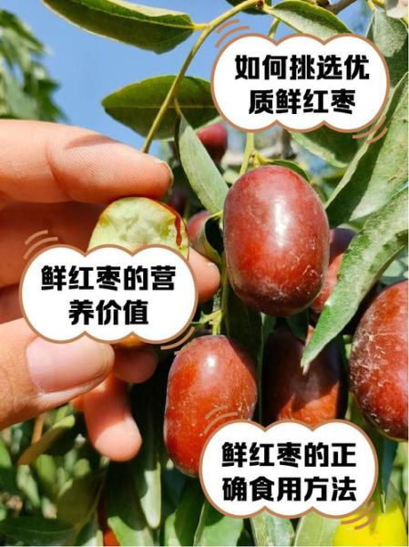 鲜枣怎么做好吃_鲜枣的吃法大全-第1张图片-山城妙识