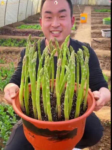 芦笋亩产量多少斤_如何提高芦笋亩产-第3张图片-山城妙识