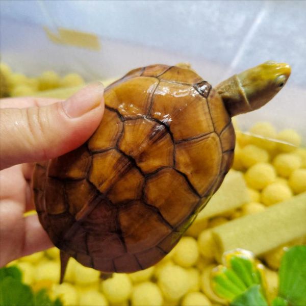黄喉拟水龟是国家保护动物吗_能否合法饲养-第1张图片-山城妙识