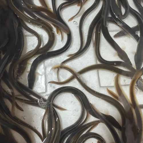 鳗鲡属于什么生态系统_鳗鲡生活在淡水还是海水-第3张图片-山城妙识