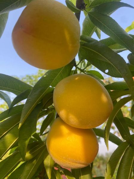 黄桃什么时候成熟_黄桃几月份采摘-第1张图片-山城妙识