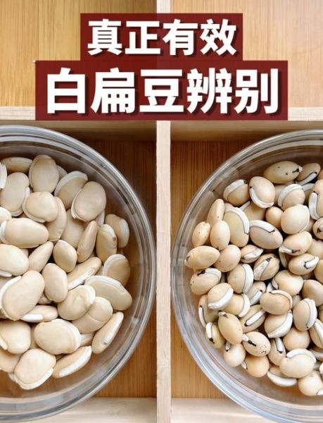 小扁豆图片大全大图_如何挑选优质小扁豆-第1张图片-山城妙识