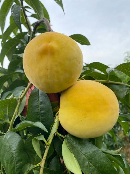 黄桃什么时候成熟_黄桃几月份采摘-第2张图片-山城妙识