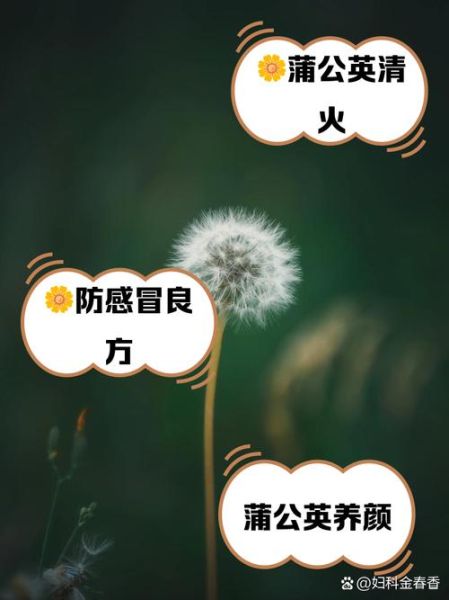 蒲公英能消除肿瘤吗_长期喝蒲公英水肿瘤消失可信吗-第2张图片-山城妙识