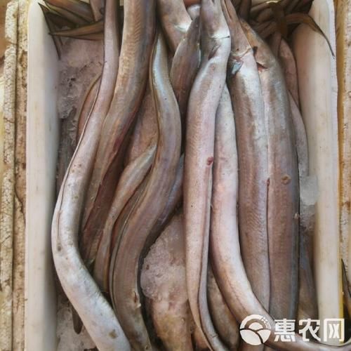 新鲜海鳗多少钱一斤_海鳗价格受哪些因素影响-第2张图片-山城妙识