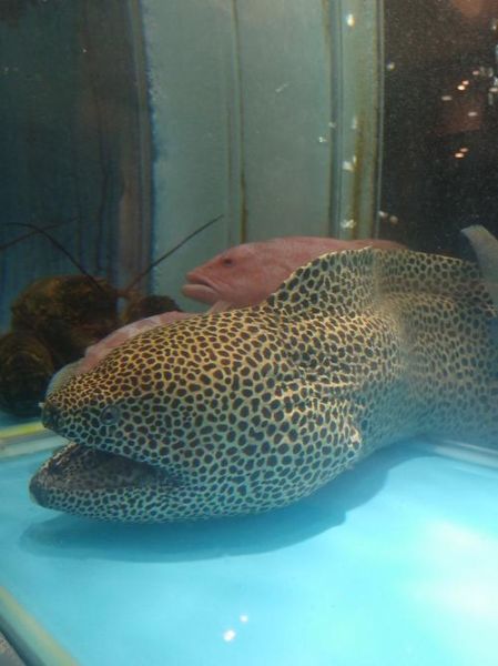 新鲜海鳗多少钱一斤_海鳗价格受哪些因素影响-第3张图片-山城妙识