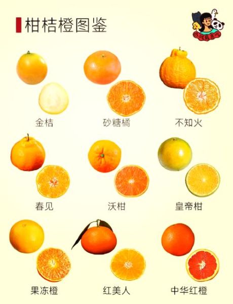 柑橘最好的三大品种有哪些_怎么挑选最甜-第1张图片-山城妙识