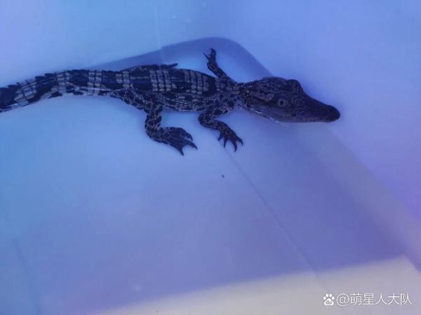 宠物鳄鱼多少钱一只_鳄鱼当宠物合法吗-第2张图片-山城妙识