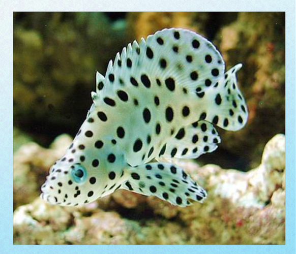 老鼠斑斑是什么_老鼠斑斑怎么防治-第3张图片-山城妙识 老鼠斑斑是什么_老鼠斑斑怎么防治-第3张图片-山城妙识