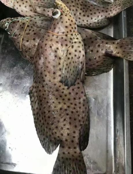 老鼠斑斑是什么_老鼠斑斑怎么防治-第2张图片-山城妙识 老鼠斑斑是什么_老鼠斑斑怎么防治-第2张图片-山城妙识