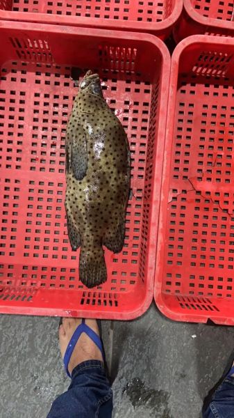 老鼠斑斑是什么_老鼠斑斑怎么防治-第1张图片-山城妙识 老鼠斑斑是什么_老鼠斑斑怎么防治-第1张图片-山城妙识