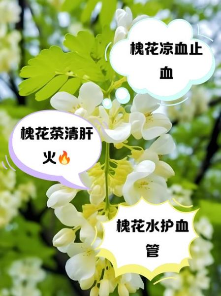槐树花泡茶的功效与作用_槐树花泡茶可以长期喝吗-第1张图片-山城妙识