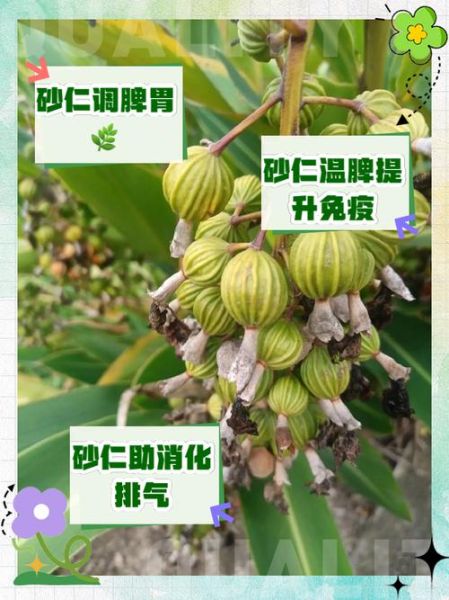 香砂仁的功效与作用_香砂仁怎么吃效果最好-第1张图片-山城妙识