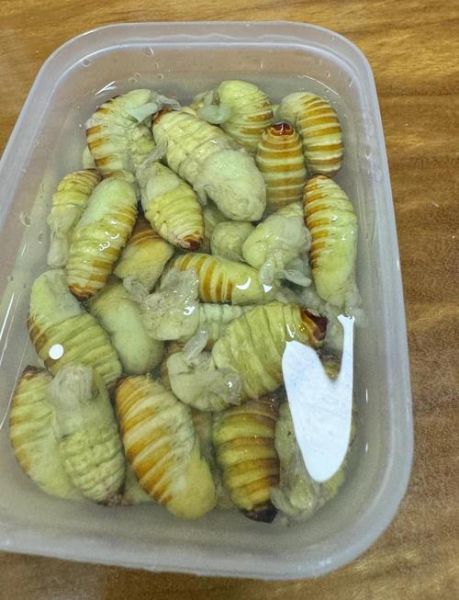 蚕蛹一次吃20个没事吧_蚕蛹吃多了会怎样-第1张图片-山城妙识