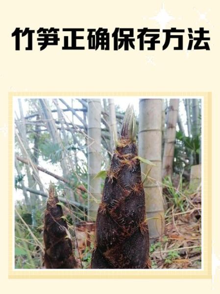 新鲜竹笋焯水多长时间_竹笋焯水几分钟去涩味-第3张图片-山城妙识 新鲜竹笋焯水多长时间_竹笋焯水几分钟去涩味-第3张图片-山城妙识