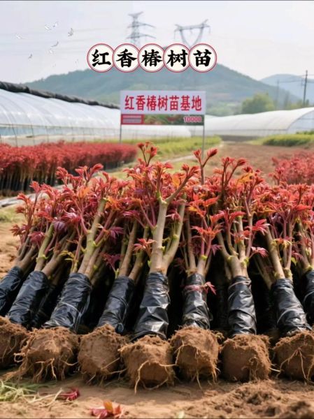 香椿树价格多少钱一棵_香椿树价格表2024-第3张图片-山城妙识