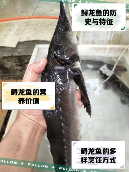 鲟龙鱼多少钱一斤_鲟龙鱼价格为什么差别大-第1张图片-山城妙识 鲟龙鱼多少钱一斤_鲟龙鱼价格为什么差别大-第1张图片-山城妙识