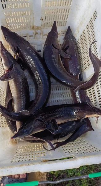 鲟龙鱼多少钱一斤_鲟龙鱼价格为什么差别大-第3张图片-山城妙识 鲟龙鱼多少钱一斤_鲟龙鱼价格为什么差别大-第3张图片-山城妙识