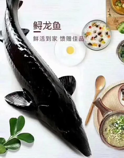 鲟龙鱼多少钱一斤_鲟龙鱼价格为什么差别大-第2张图片-山城妙识 鲟龙鱼多少钱一斤_鲟龙鱼价格为什么差别大-第2张图片-山城妙识