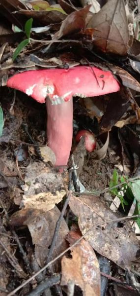 红菇煮久了会中毒吗_红菇为什么不能长时间炖煮-第1张图片-山城妙识