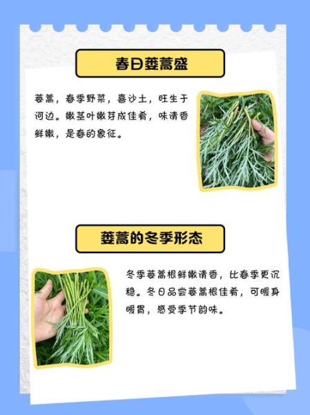 芦蒿怎么种_芦蒿种植时间和方法-第2张图片-山城妙识
