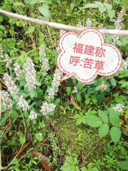 苦草图片长什么样_苦草图片怎么辨别真假-第1张图片-山城妙识