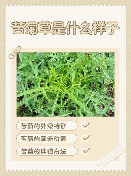 苦草图片长什么样_苦草图片怎么辨别真假-第2张图片-山城妙识