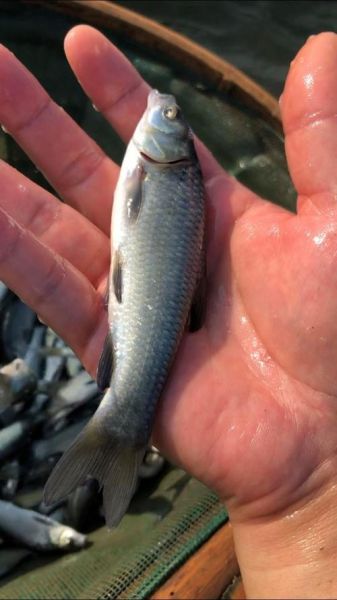 青鱼苗吃什么_青鱼苗饲料选择-第2张图片-山城妙识