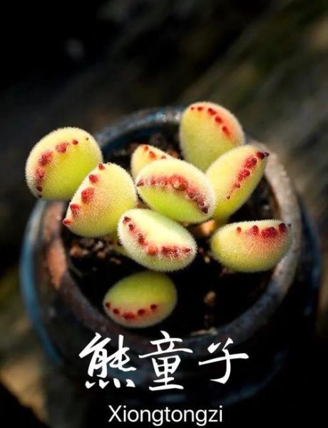 熊掌怎么去毛_熊掌处理毛视频教程-第3张图片-山城妙识