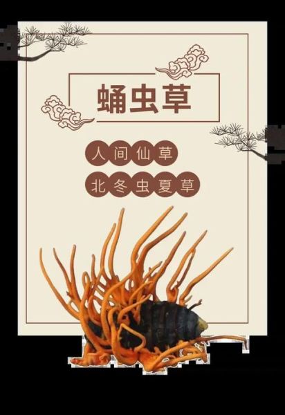 虫草的功效与副作用_虫草怎么吃最安全-第3张图片-山城妙识