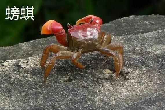 蟛蜞和螃蟹有什么区别_蟛蜞是不是螃蟹-第1张图片-山城妙识
