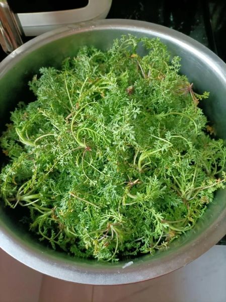 蒸野菜怎么蒸不黄_蒸野菜的做法窍门-第1张图片-山城妙识