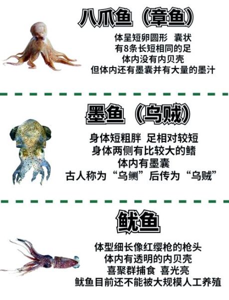章鱼和鱿鱼哪个营养价值高_谁更适合健身增肌-第2张图片-山城妙识
